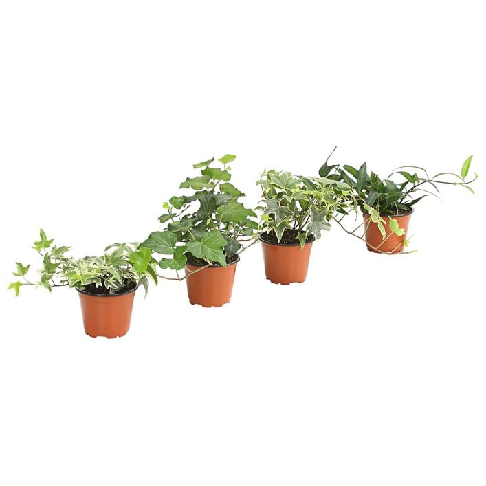 Efeu, verschiedene Sorten | Dehner