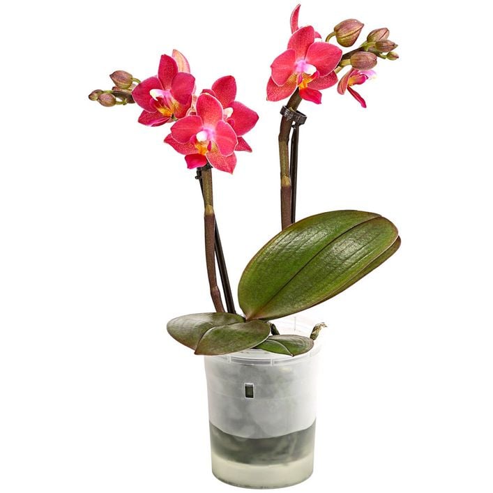 Mini phalaenopsis store