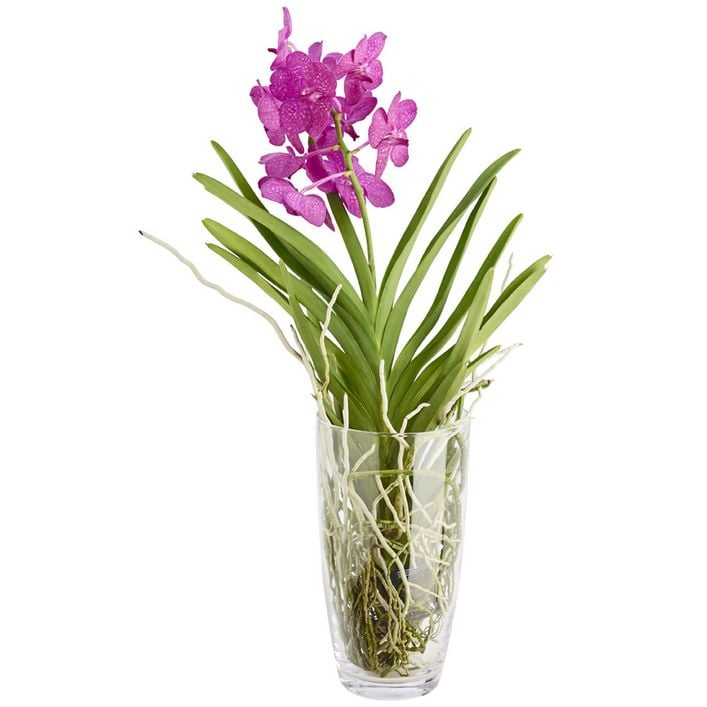 Vanda-Orchidee - Vanda cultivars im Glas, | Dehner