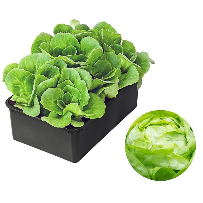Bio Salanova® Kopfsalat, 6er Schale | Dehner
