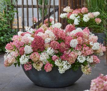 Rispen-Hortensie Groundbreaker® 'Blush' ™ | Dehner