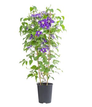 Waldrebe - Clematis 'Baroness Fookes' | Dehner