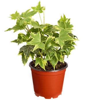 Efeu, verschiedene Sorten | Dehner