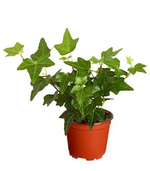 Efeu, verschiedene Sorten | Dehner