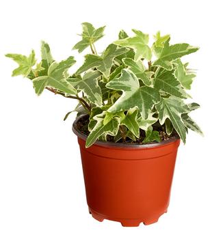 Efeu, verschiedene Sorten | Dehner