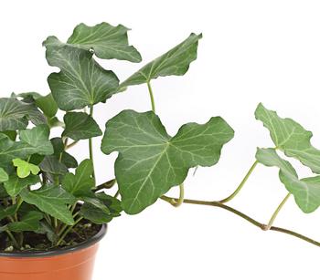 Efeu, verschiedene Sorten | Dehner