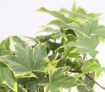 Efeu, verschiedene Sorten | Dehner