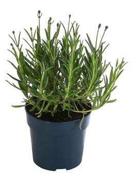 Lavendel 'Royal Blue' | Dehner