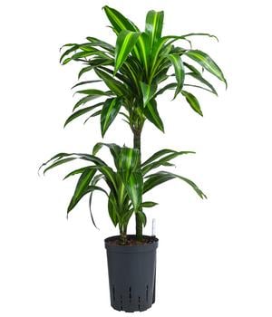Drachenbaum - Dracaena fragrans 'Hawaiian | Dehner